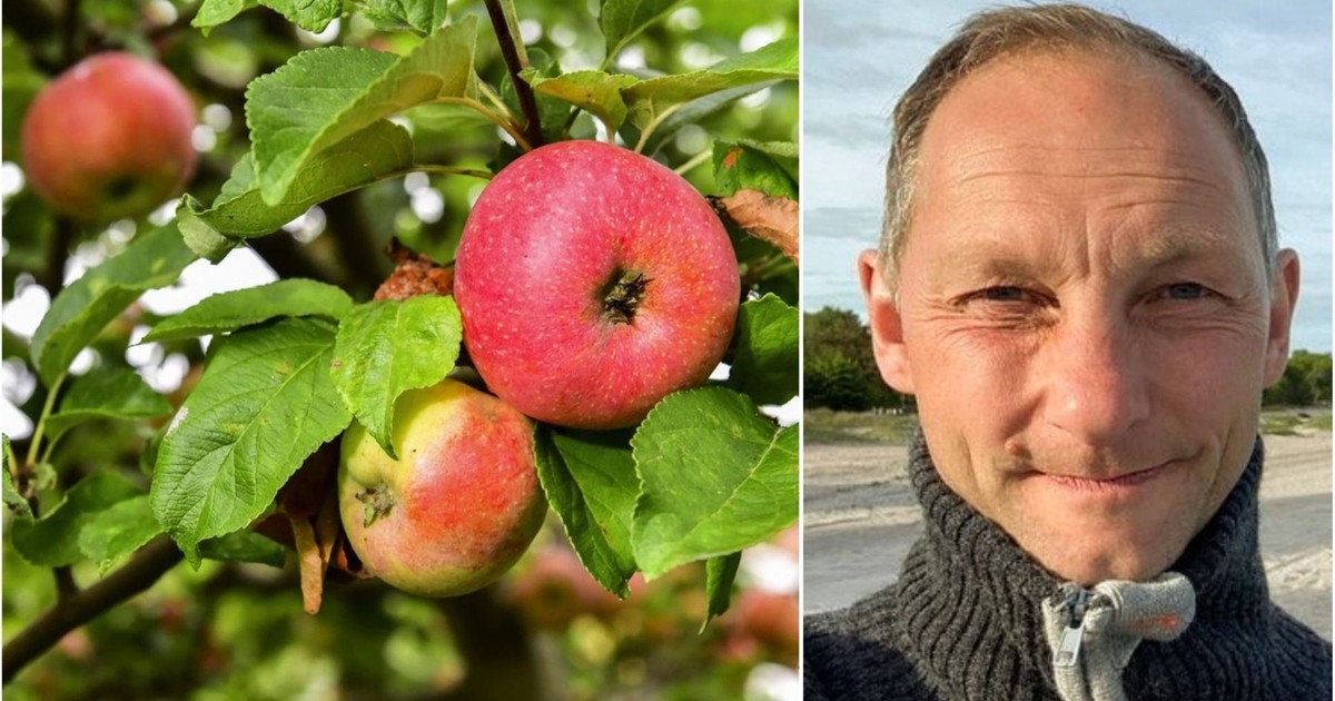 Rysk export och dyr el oroar inför äppelskörd | ATL Rysk export och dyr el oroar inför äppelskörd | ATL