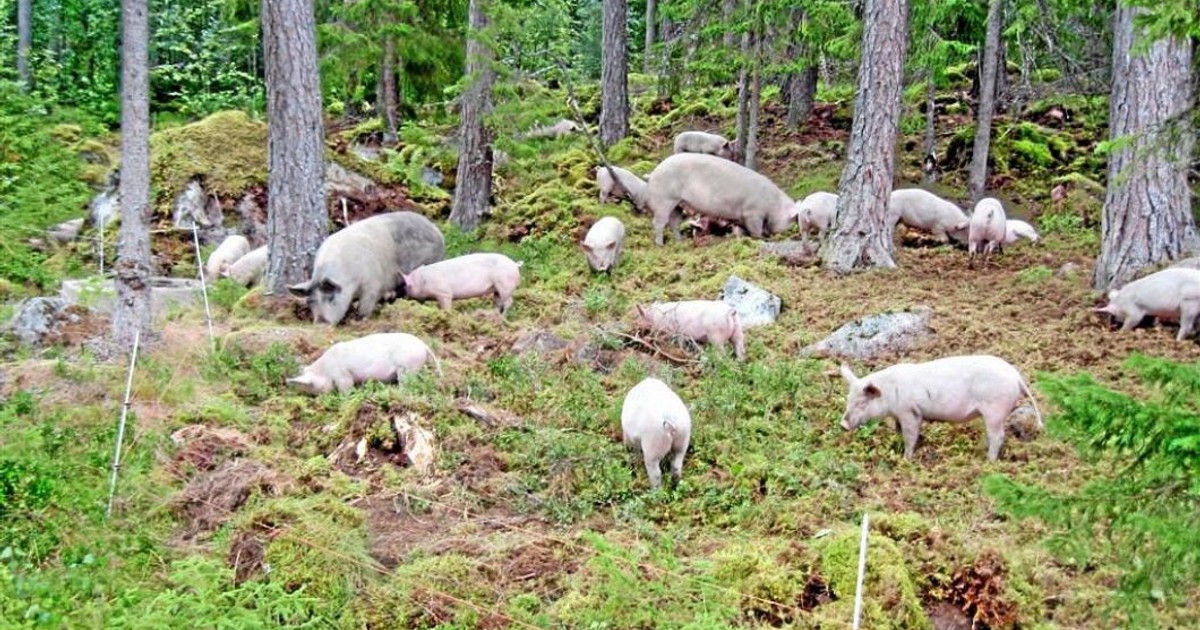 Bökande grisar används som markberedare i skogen | LLB